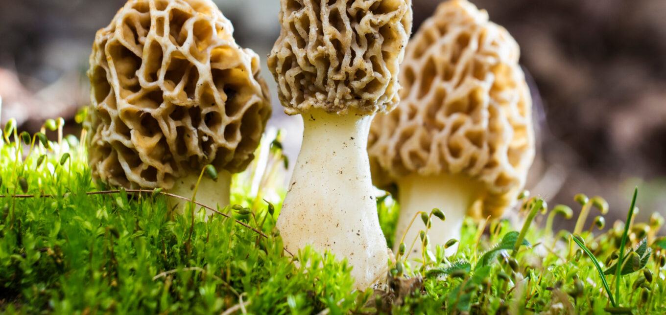 Virginia Morel Mushrooms